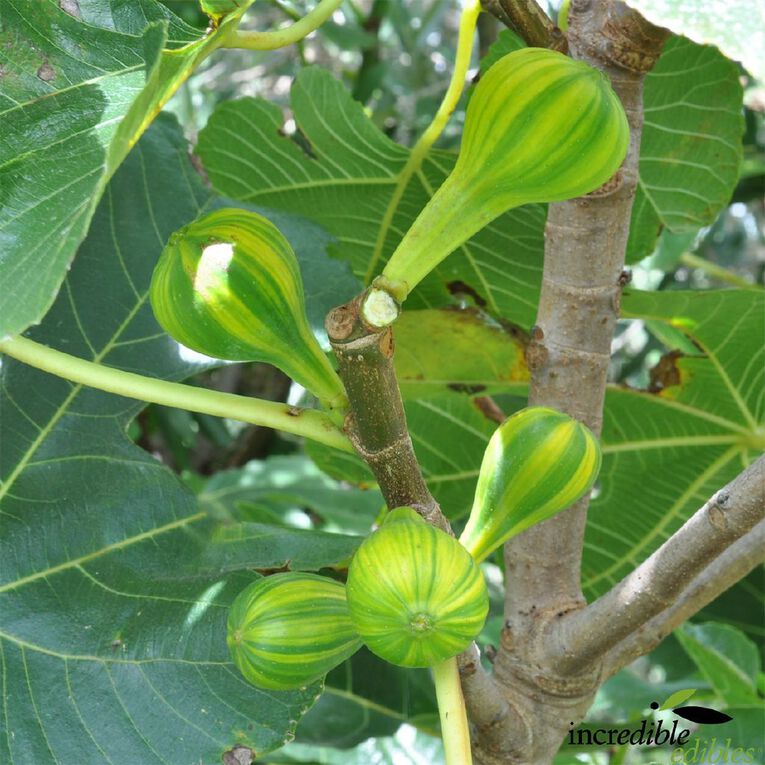 Fig Panache 1.9L | The Warehouse