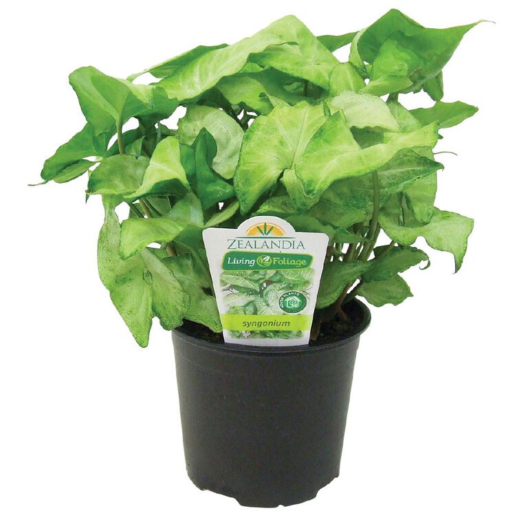 Indoor Foliage Mix Pot 12cm Pot | The Warehouse