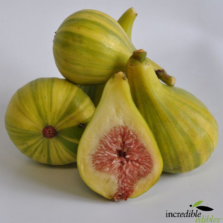 fig varieties nz