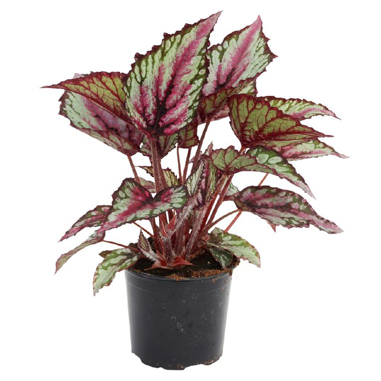 Begonia Rex 12cm Pot | The Warehouse