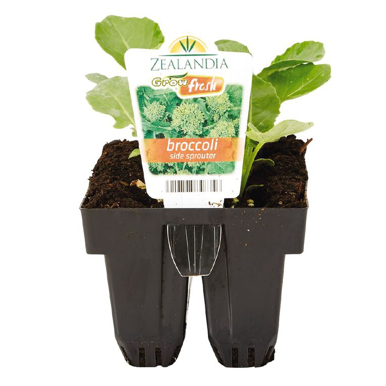 Growfresh Broccoli Side Sprouter | The Warehouse