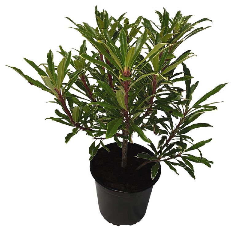 Rhododendron Potted Plant - 2.5L Assorted Assorted | The Warehouse