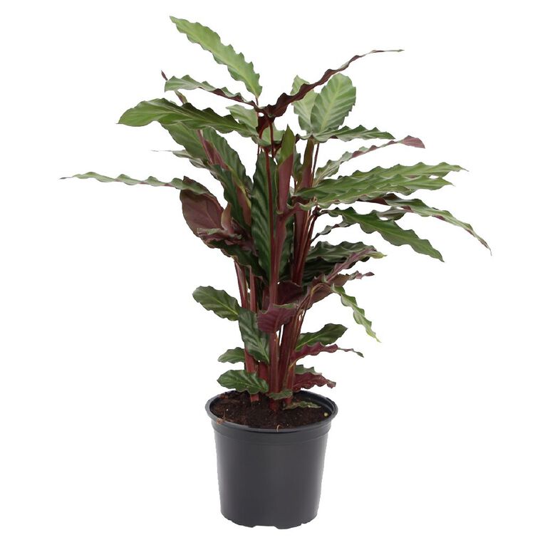 Foliage Mix 15cm Pot | The Warehouse