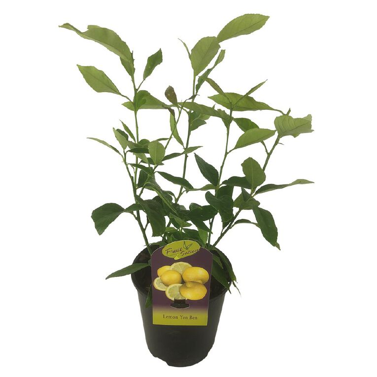 Citrus Lemon Yen Ben 1.9L | The Warehouse