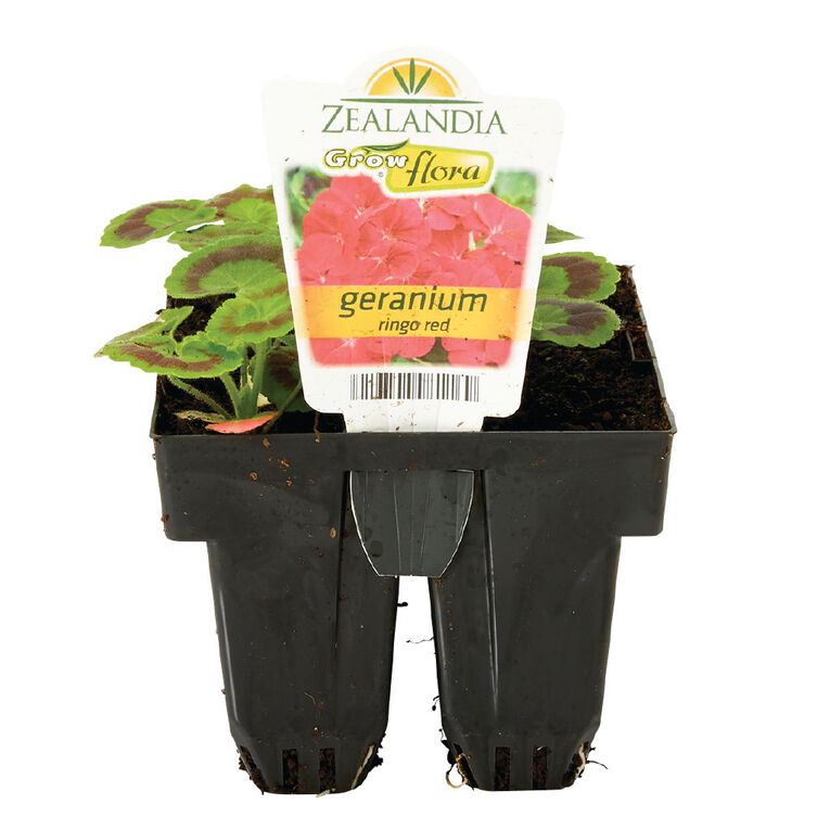 Growflora Geranium Ringo Red | The Warehouse