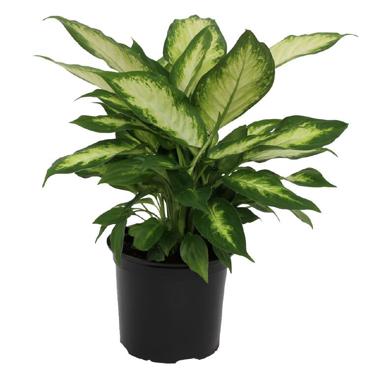 Foliage Mix 15cm Pot | The Warehouse
