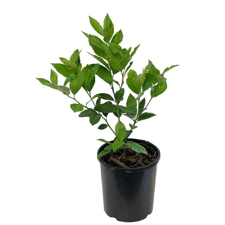 Citrus Lemon Yen Ben 1.9L | The Warehouse