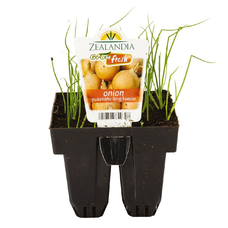 Growfresh Onion Pukekohe Long Keeper | The Warehouse