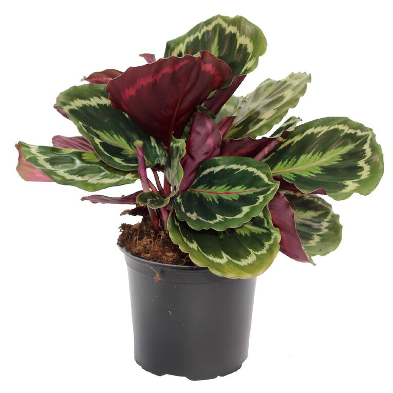 Foliage Mix 15cm Pot | The Warehouse