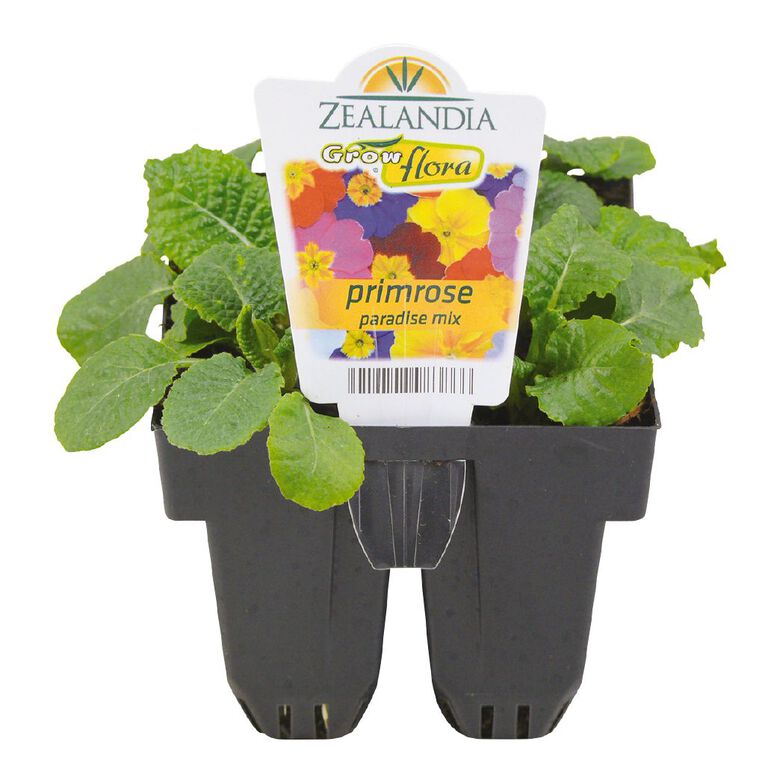 Growflora Primrose Paradise Mix | The Warehouse
