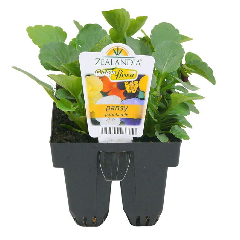 Growflora Pansy Patiola Mix | The Warehouse