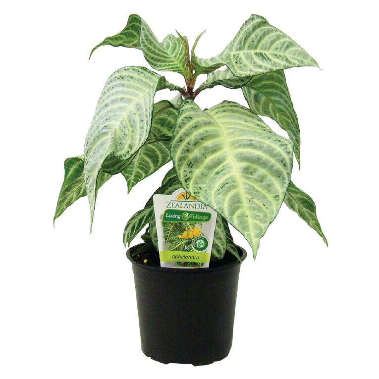 Indoor Foliage Mix Pot 12cm Pot | The Warehouse