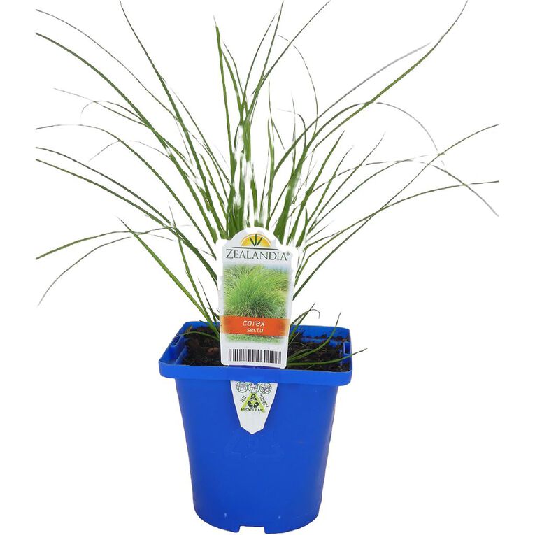 Landscape Grass Carex Secta 10cm Pot | The Warehouse