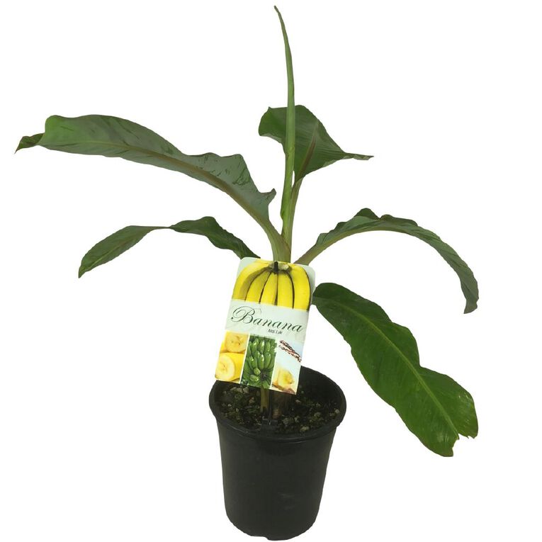 Banana Misi Luki 3.3L Pot | The Warehouse