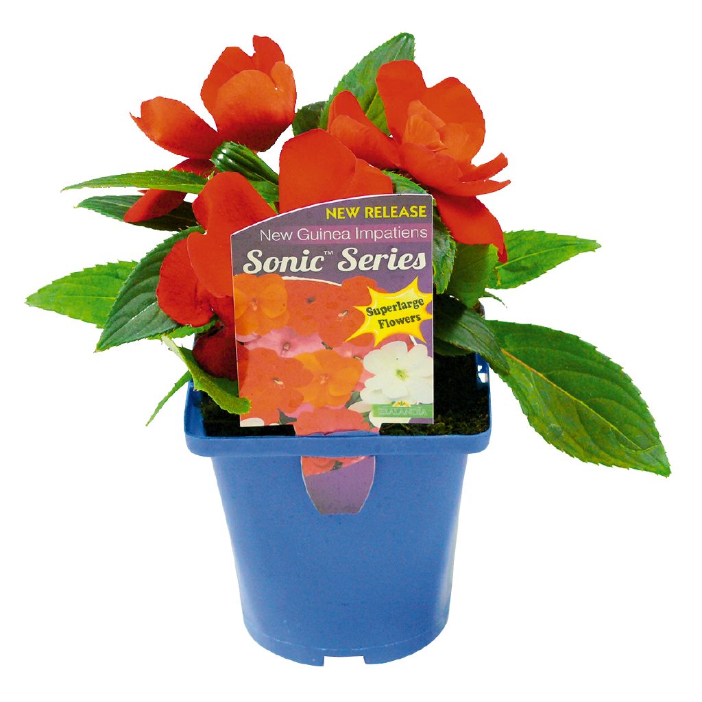 Impatiens Sonic Series Pot Assorted Assorted | The Warehouse
