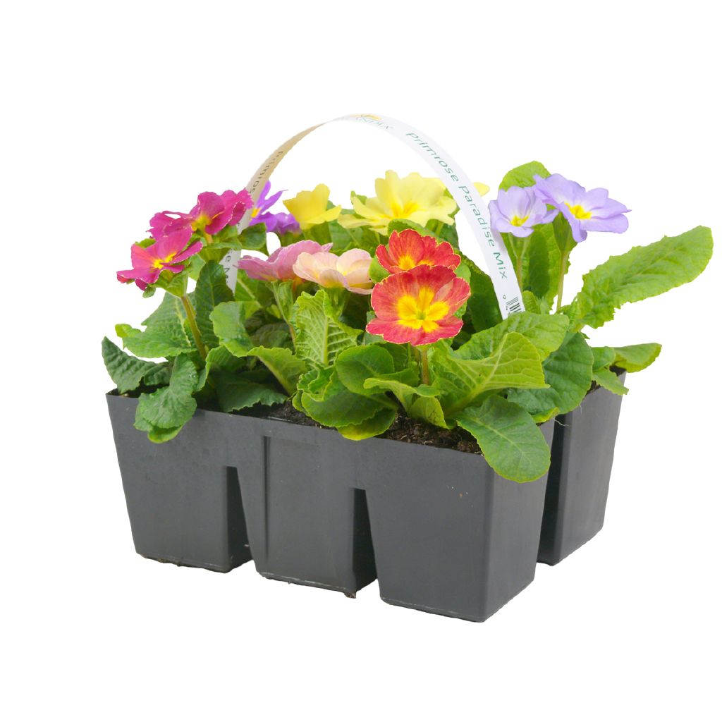 Super Six Flowering Primrose Paradise Mix | The Warehouse