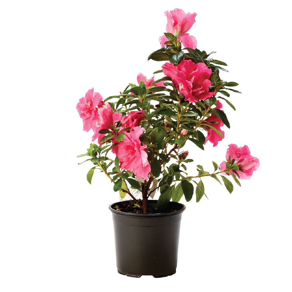 Azalea 12cm Pot Assorted | The Warehouse