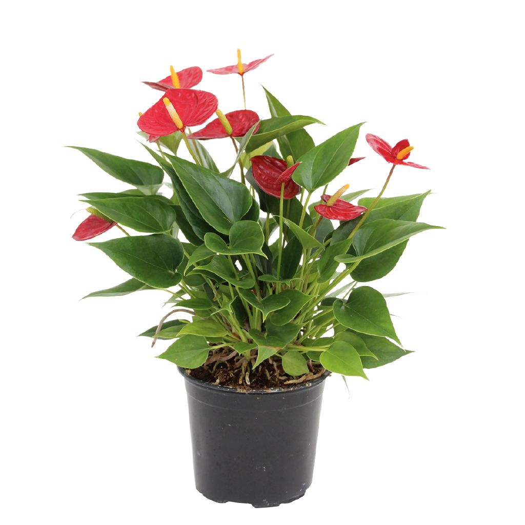 Anthurium Red Success 12cm | The Warehouse