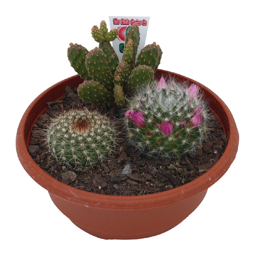 Cacti Bowl 17cm Bowl | The Warehouse