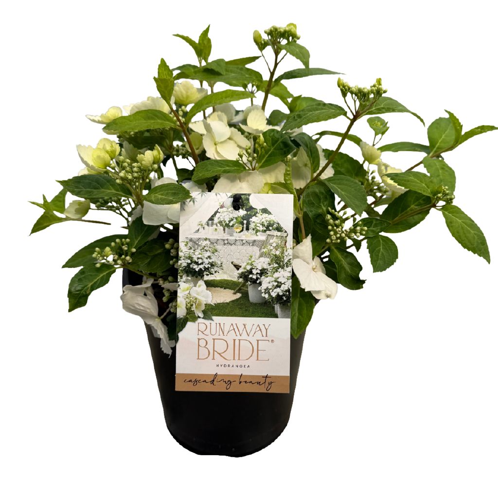 Hydrangea Runaway Bride 2.5L | The Warehouse