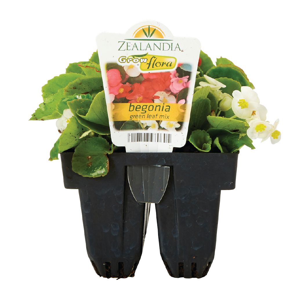 Growflora Begonia Green Leaf Mix | The Warehouse