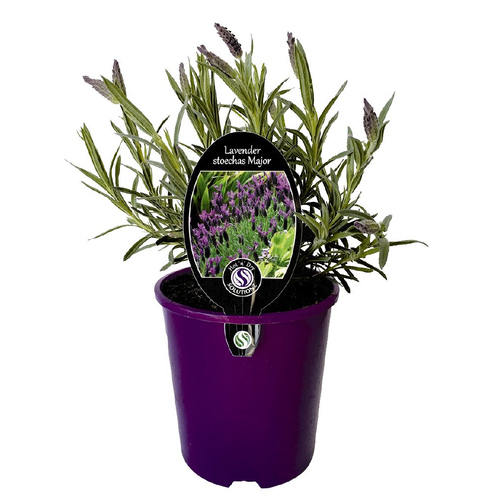 Lavender Major 1.9L Pot | The Warehouse