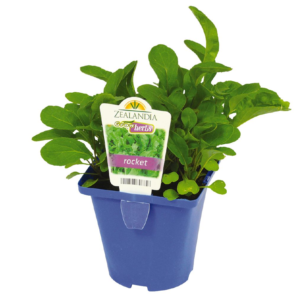 Growherbs Rocket Pot | The Warehouse