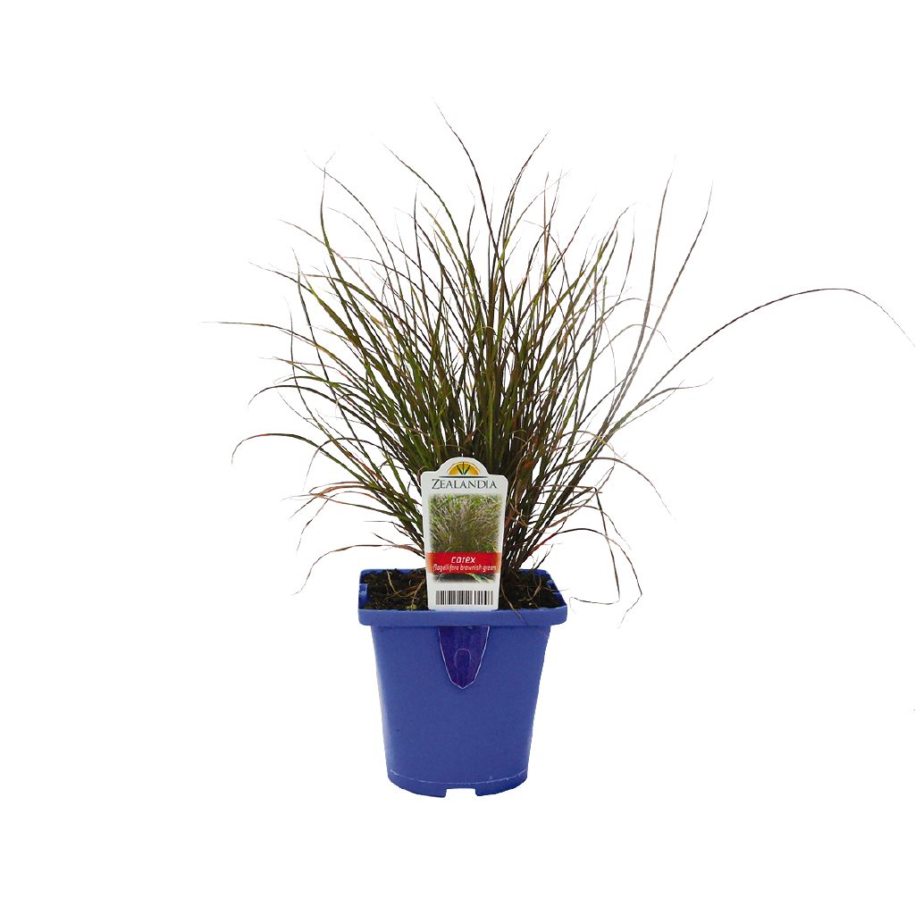 Landscape Grass Carex Flagellifera Brownish Green 10cm Pot | The Warehouse