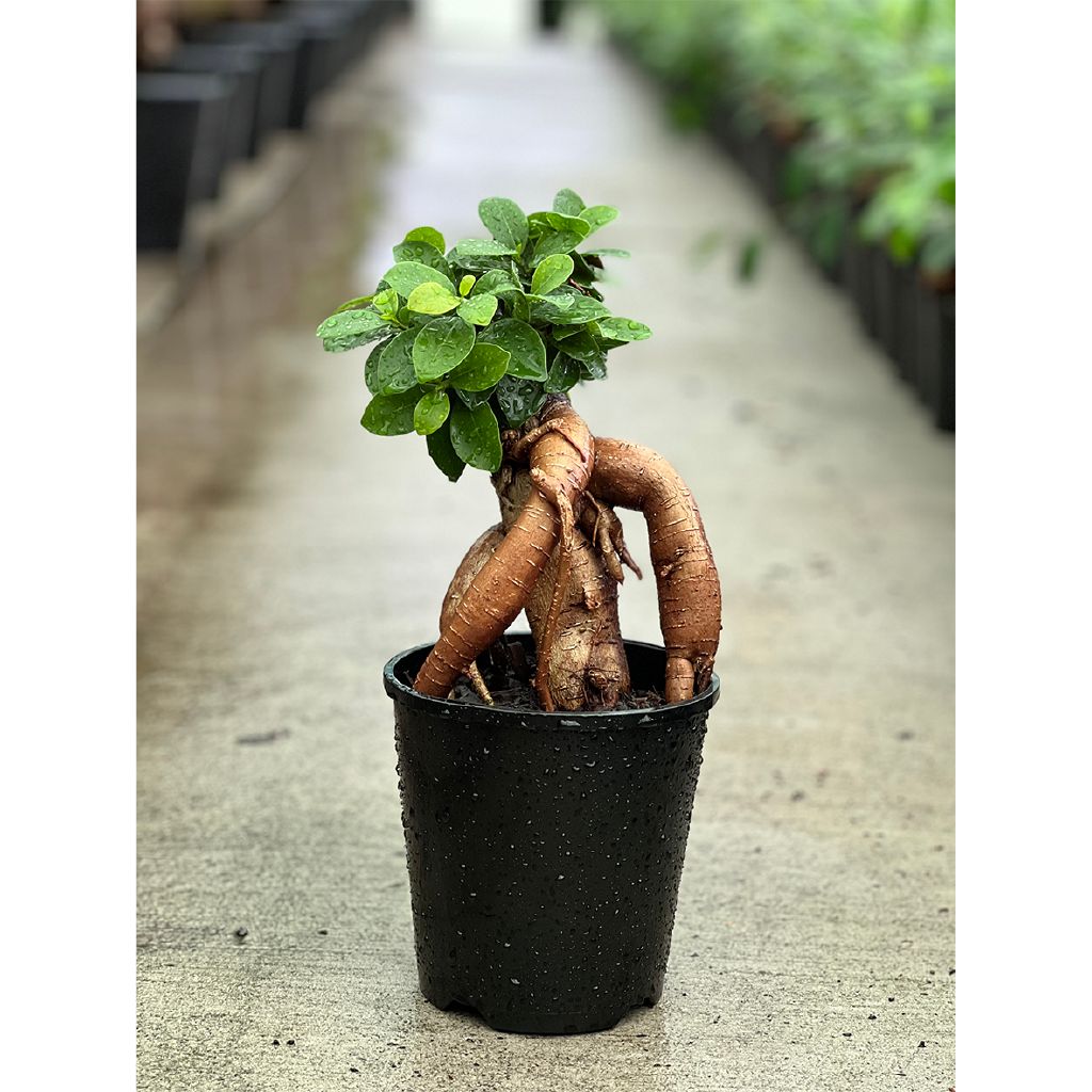 Funky Ficus | The Warehouse